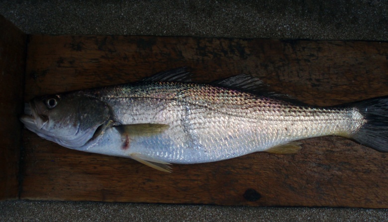 Se fijó la captura máxima de pescadilla en el Río de la Plata - Agro ...