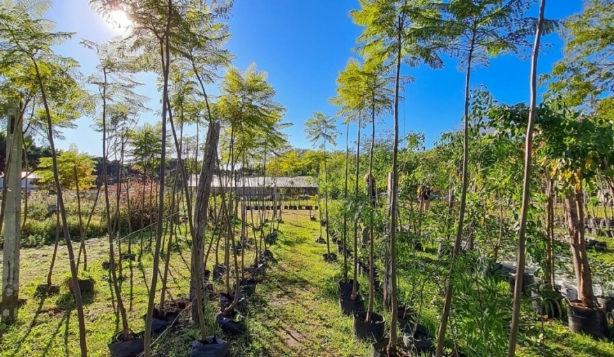 Pinamar lanzó una campaña de forestación colectiva - Agro Bonaerense